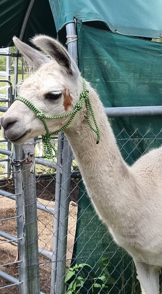 Rope Llama Halter – Kaos Kords